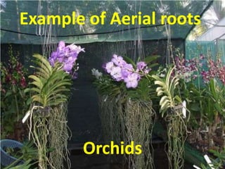 Aerial Plants Examples