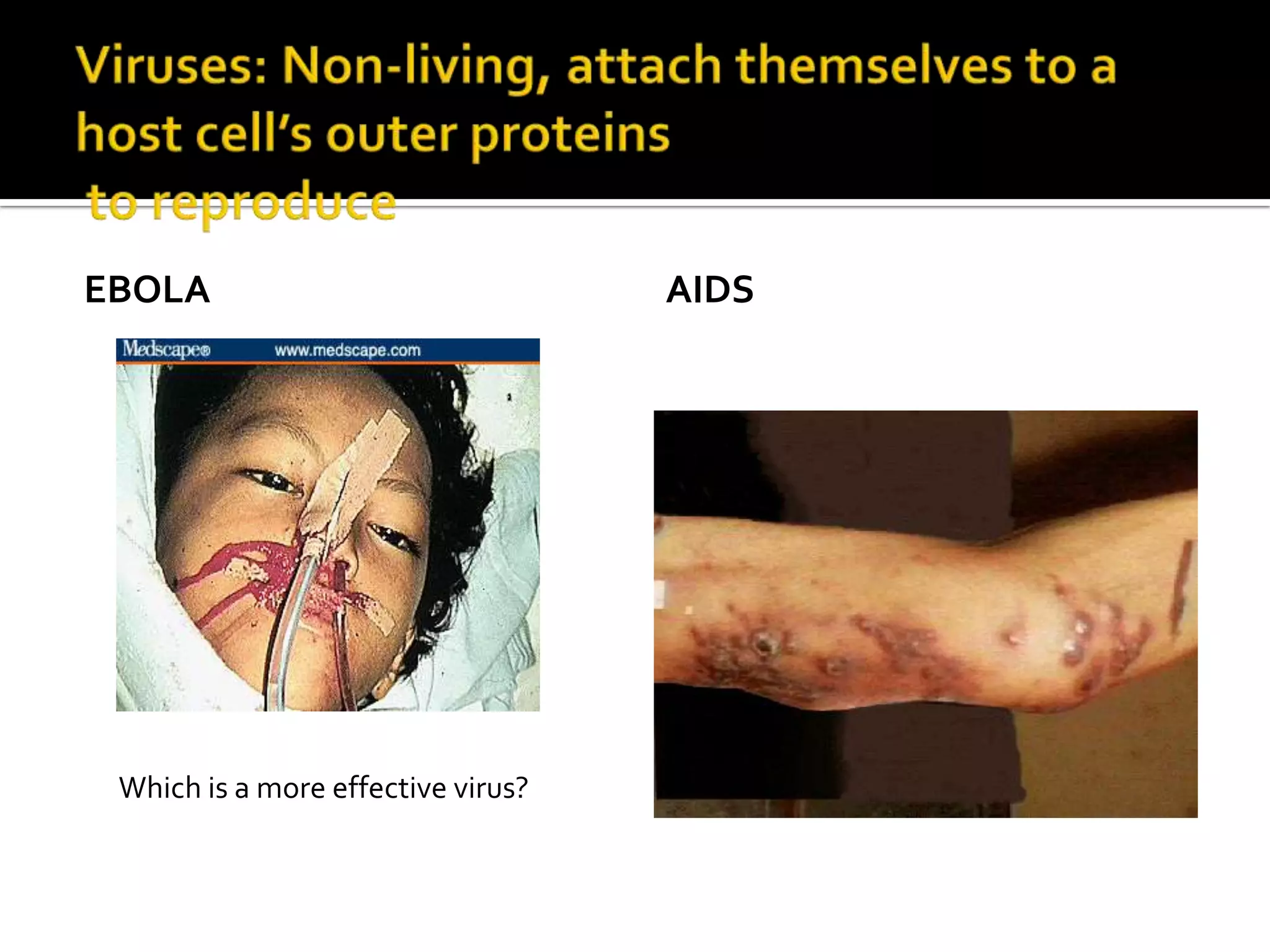 Comparing viruses, protists, bacteria, and | PPTX