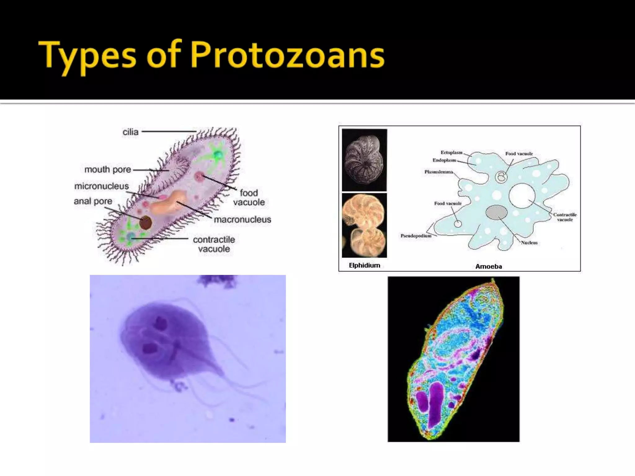 Comparing viruses, protists, bacteria, and | PPTX