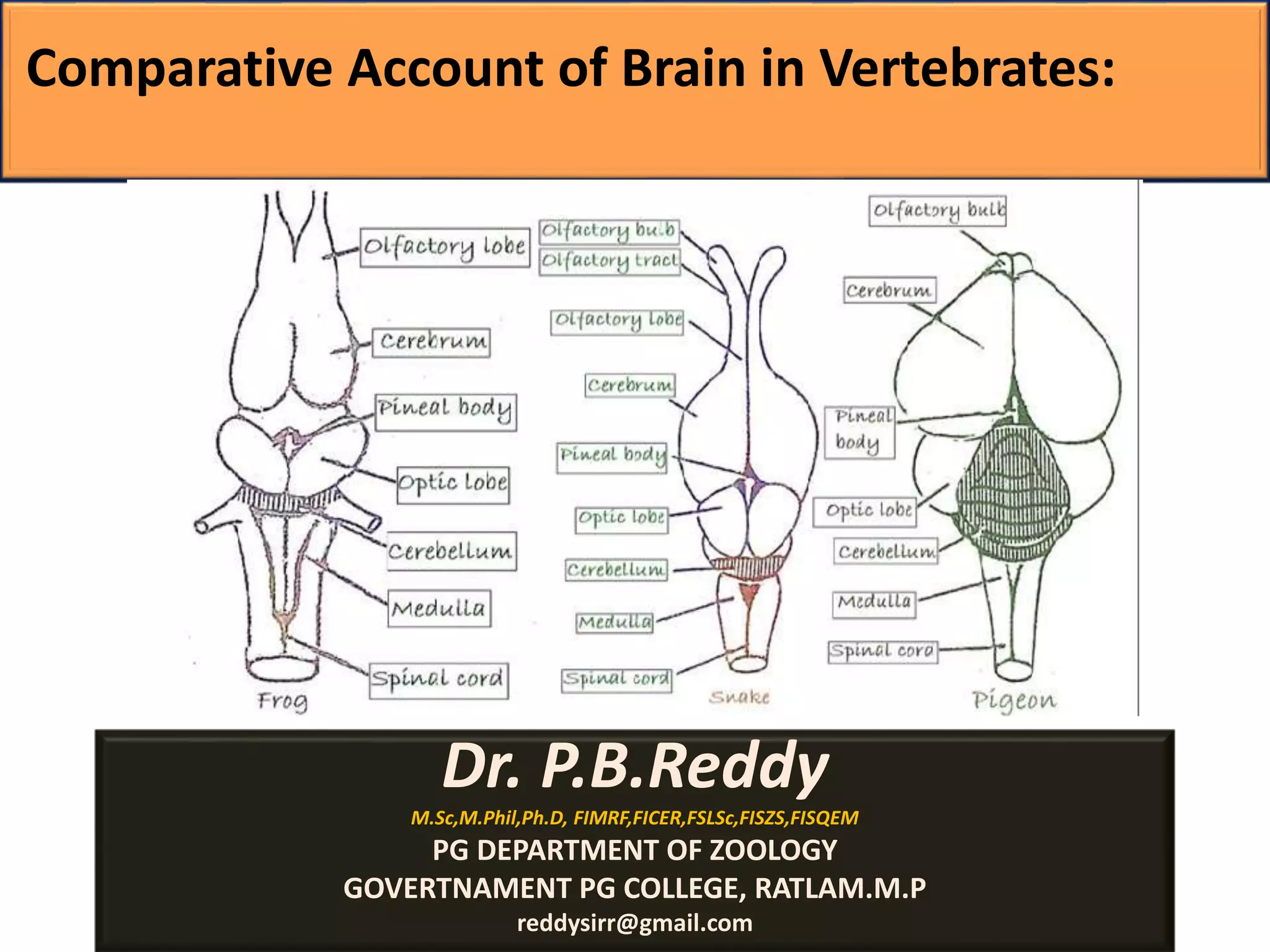 Comparision of brain in vertebrates | PPTX