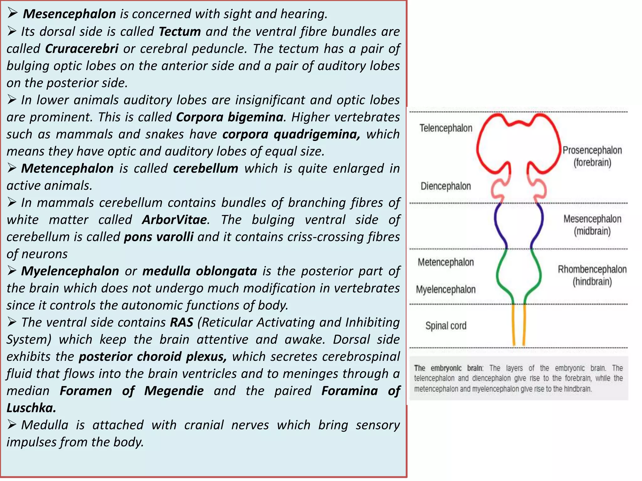 Comparision of brain in vertebrates | PPTX
