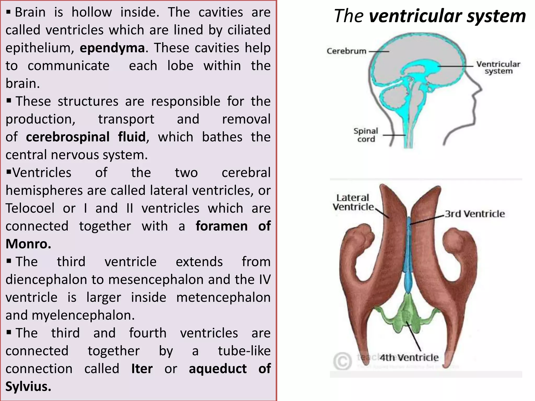 Comparision of brain in vertebrates | PPTX
