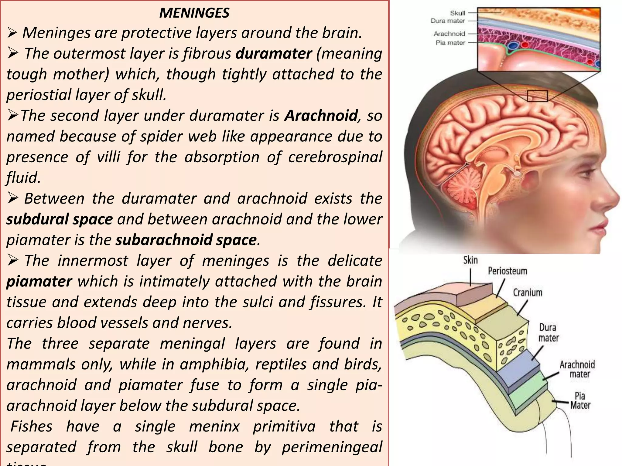 Comparision of brain in vertebrates | PPTX