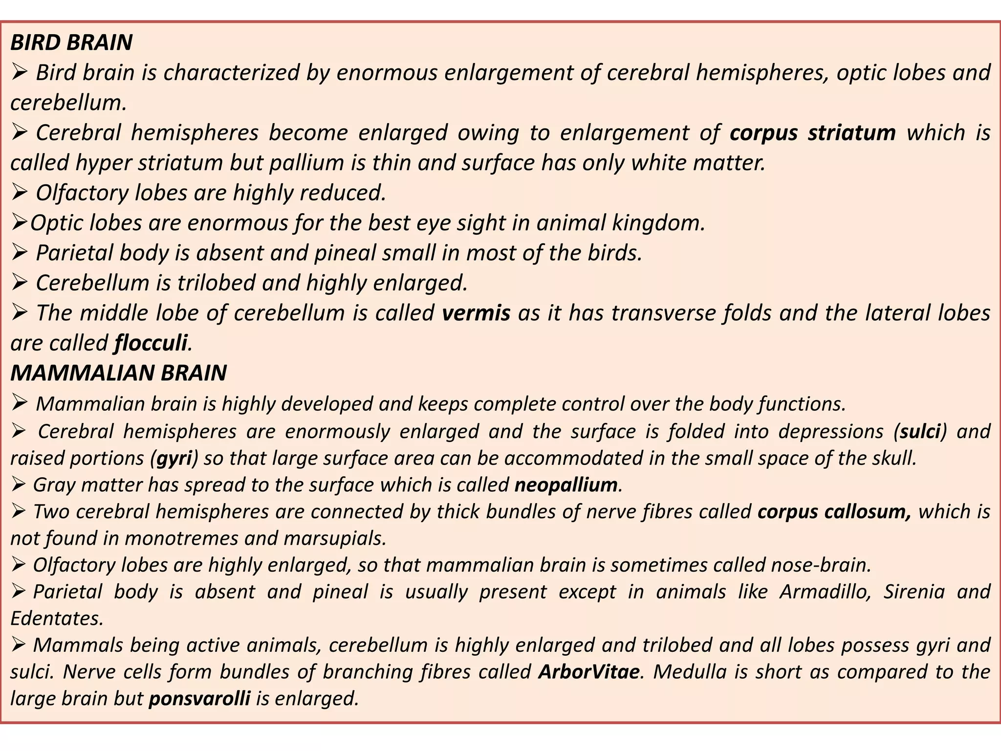 Comparision of brain in vertebrates | PPTX