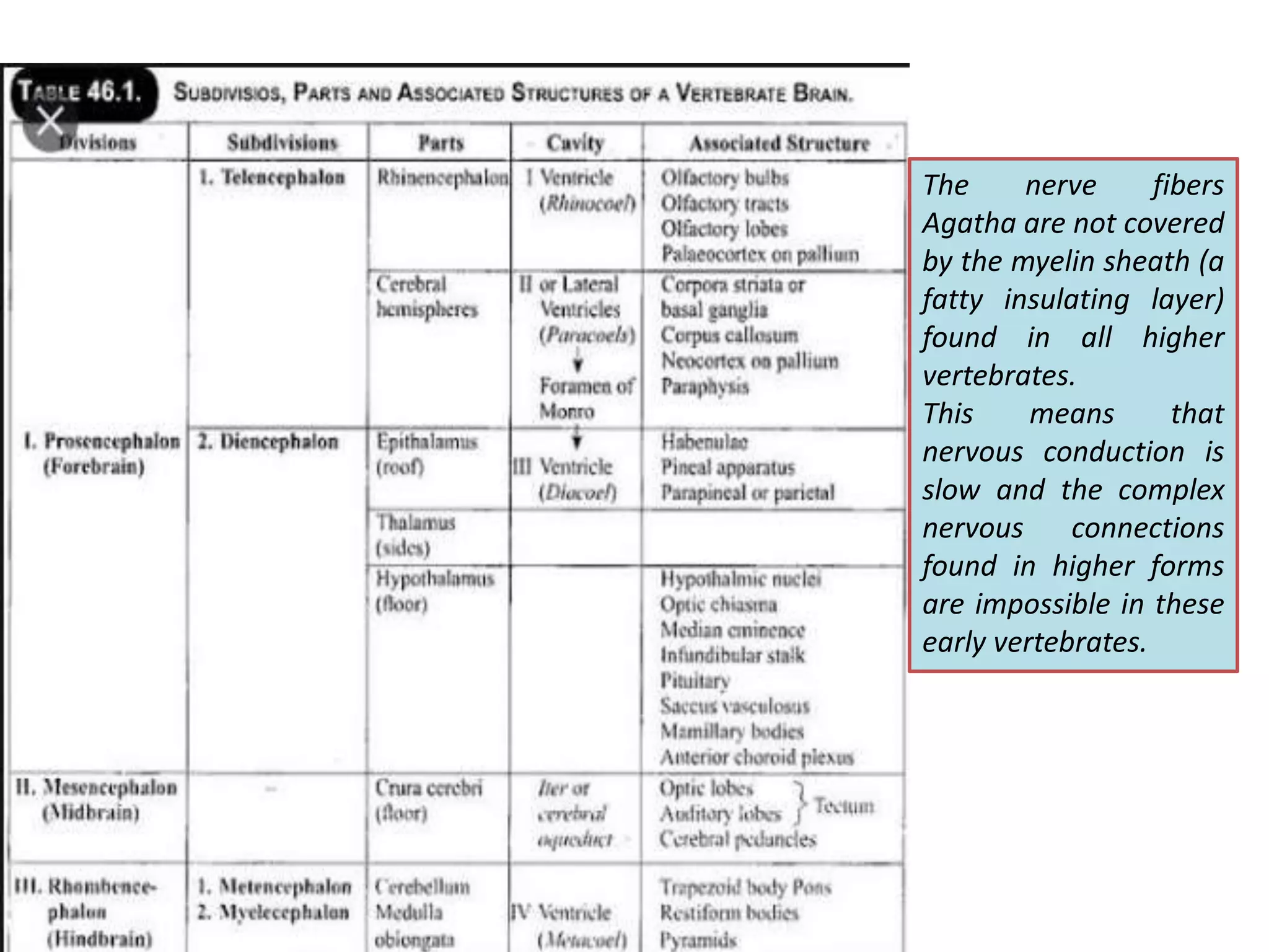 Comparision of brain in vertebrates | PPTX