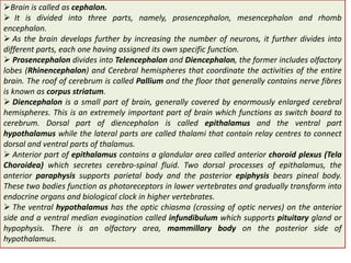 Comparision of brain in vertebrates | PPTX
