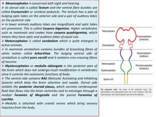 Comparision of brain in vertebrates | PPTX