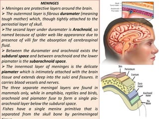 Comparision of brain in vertebrates | PPTX