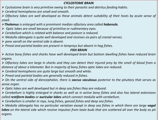 Comparision of brain in vertebrates | PPTX
