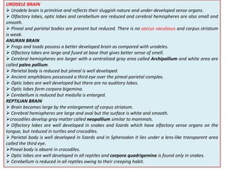 Comparision of brain in vertebrates | PPTX