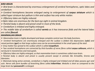 Comparision of brain in vertebrates | PPTX