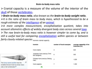 Comparision of brain in vertebrates | PPTX