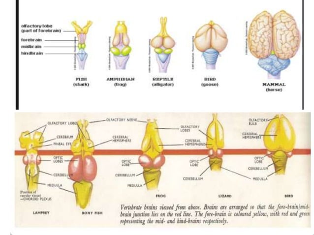 Comparision of brain in vertebrates | PPTX | Brain and Nervous System ...