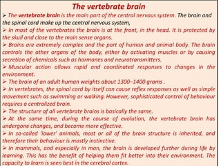 Comparision of brain in vertebrates | PPTX