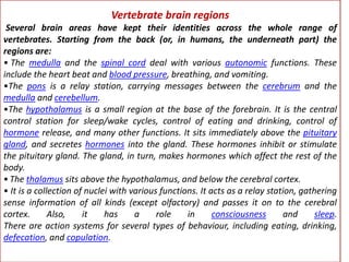 Comparision of brain in vertebrates | PPTX