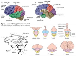Comparision of brain in vertebrates | PPT