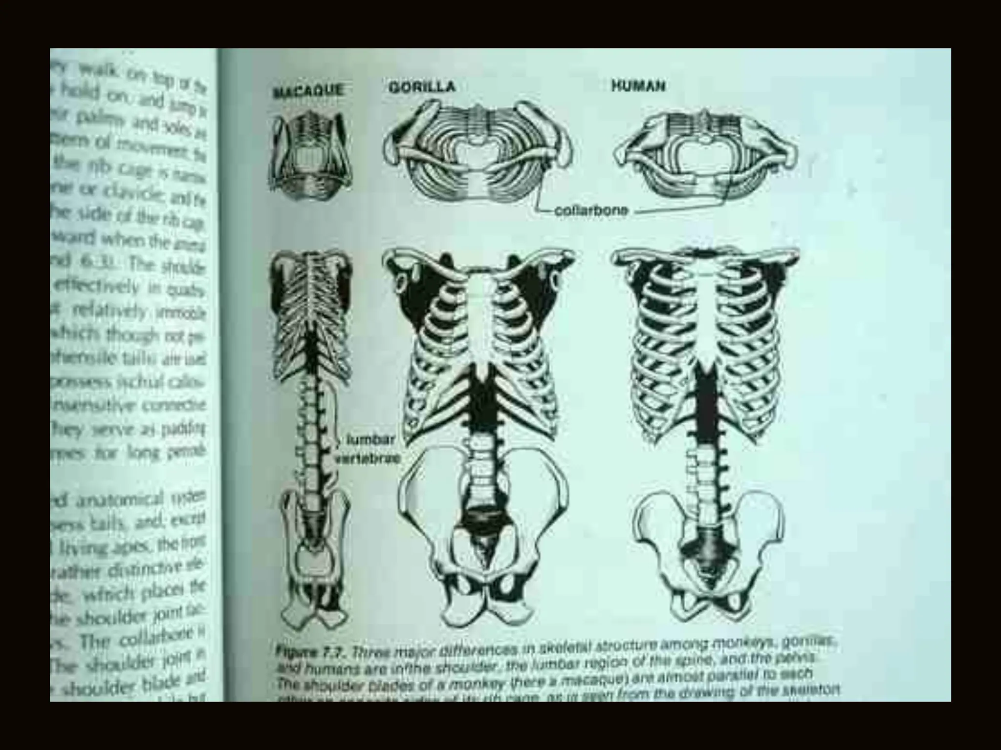 comparison ape and human skeleton 15B.ppt