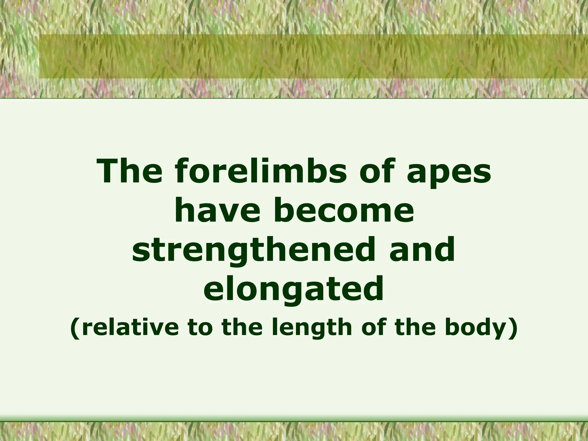 comparison ape and human skeleton 15B.ppt
