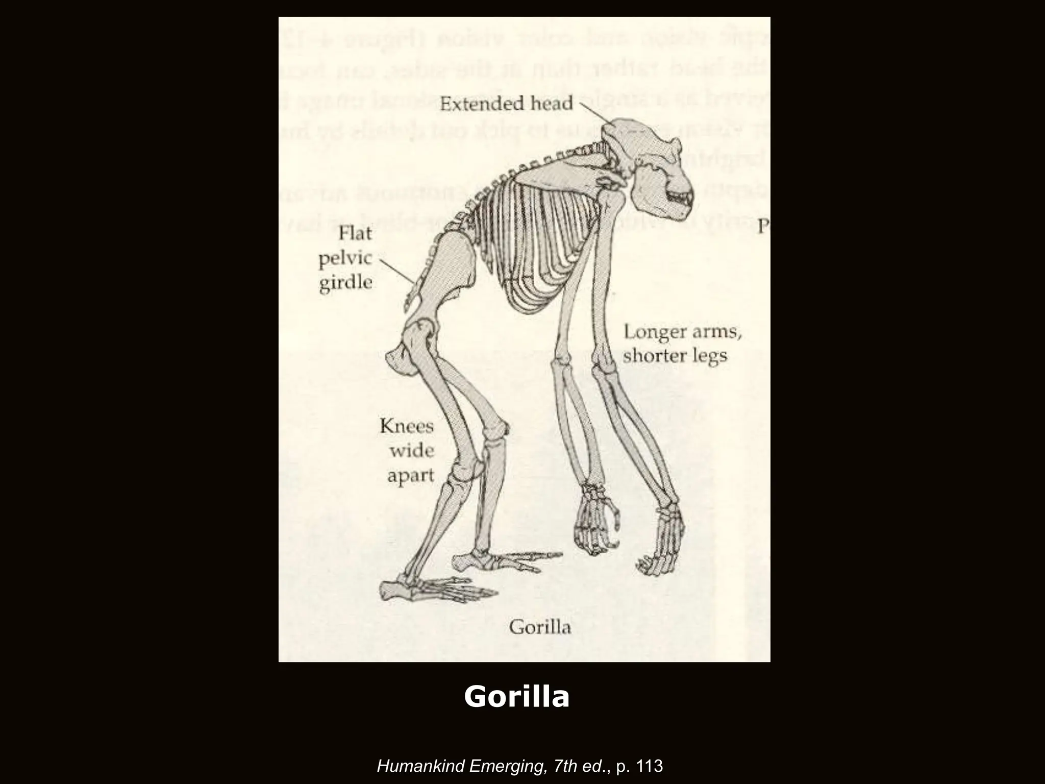 comparison ape and human skeleton 15B.ppt