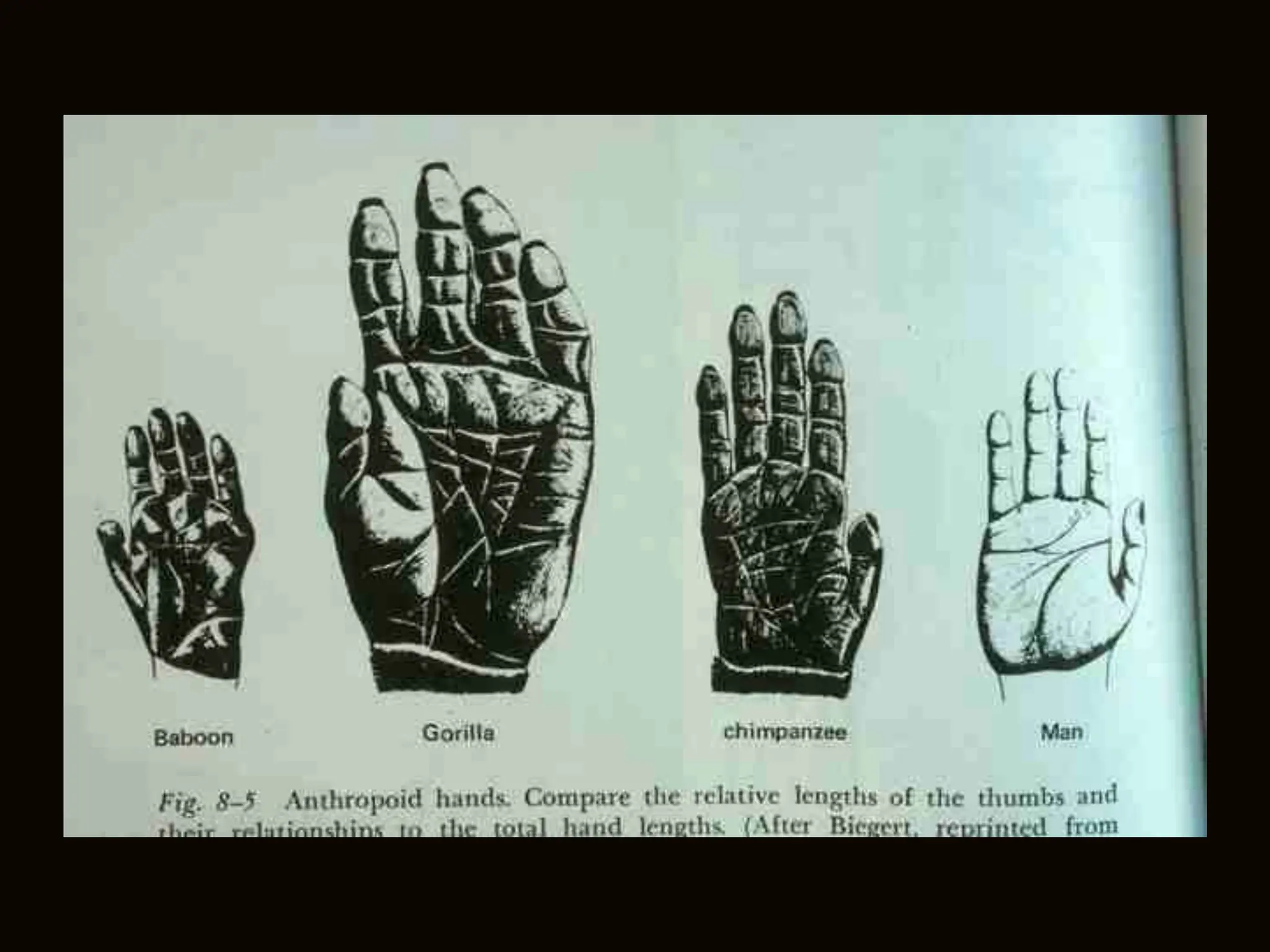 comparison ape and human skeleton 15B.ppt
