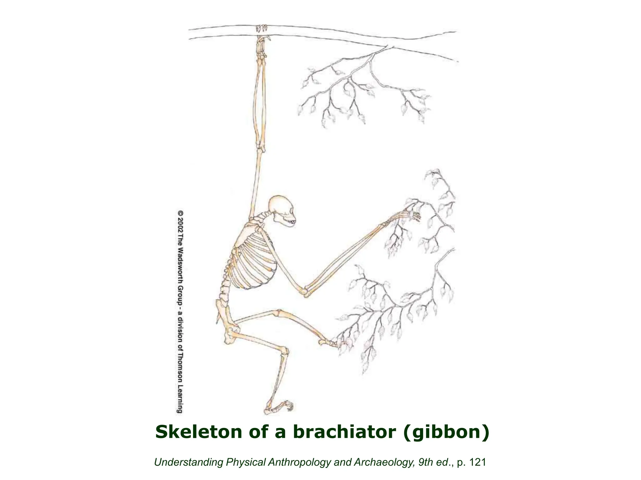 comparison ape and human skeleton 15B.ppt