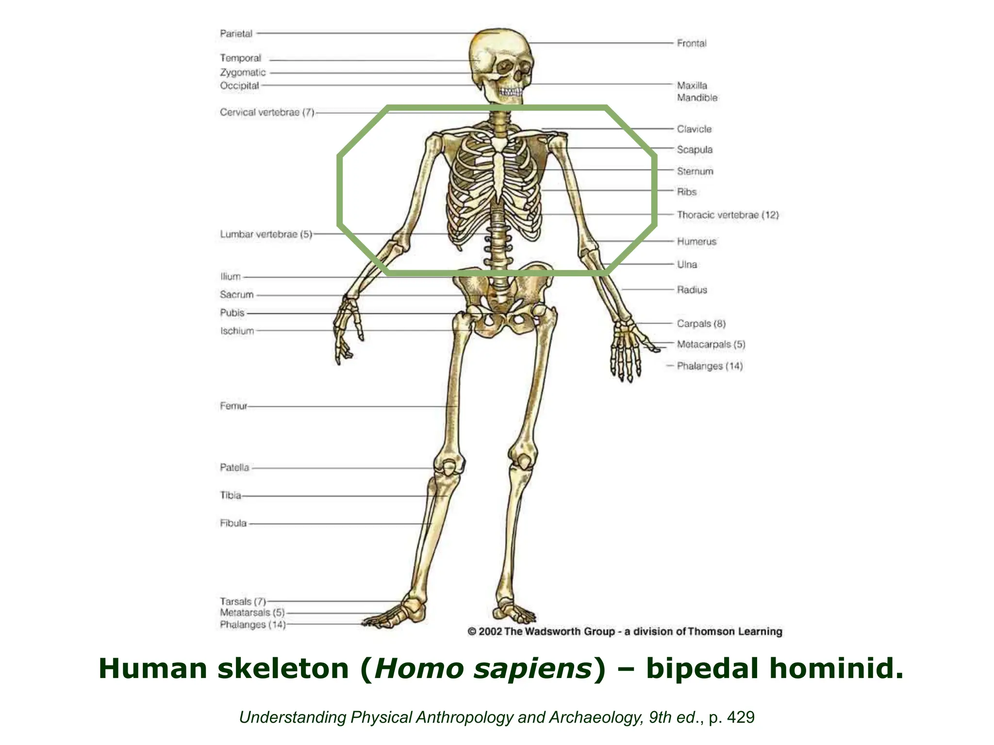 comparison ape and human skeleton 15B.ppt