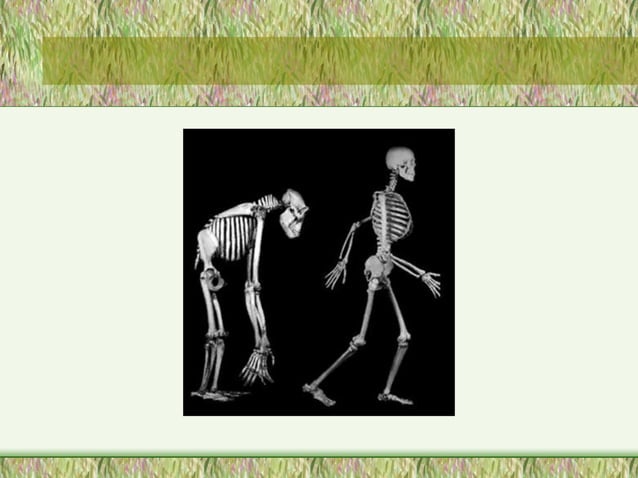 comparison ape and human skeleton 15B.ppt | Biological Sciences | Science