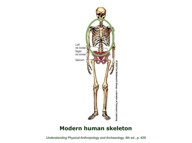 comparison ape and human skeleton 15B.ppt | Biological Sciences | Science