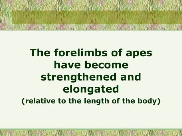 comparison ape and human skeleton 15B.ppt | Biological Sciences | Science