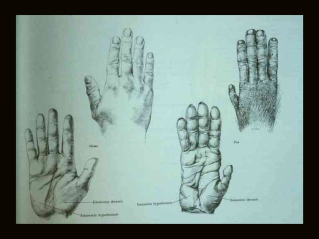 comparison ape and human skeleton 15B.ppt | Biological Sciences | Science