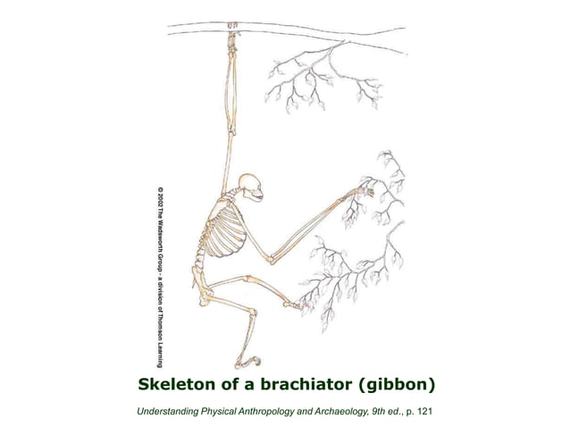 comparison ape and human skeleton 15B.ppt | Biological Sciences | Science