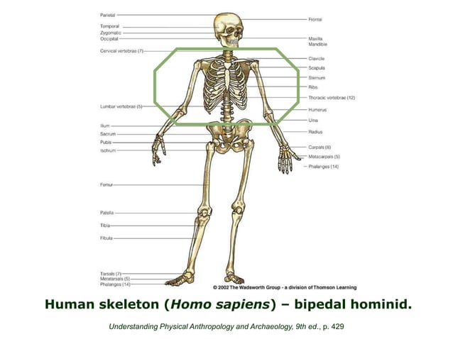 comparison ape and human skeleton 15B.ppt | Biological Sciences | Science