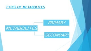 COMPARISON BETWEEN PRIMARY & SECONDARY METABOLITES.pptx