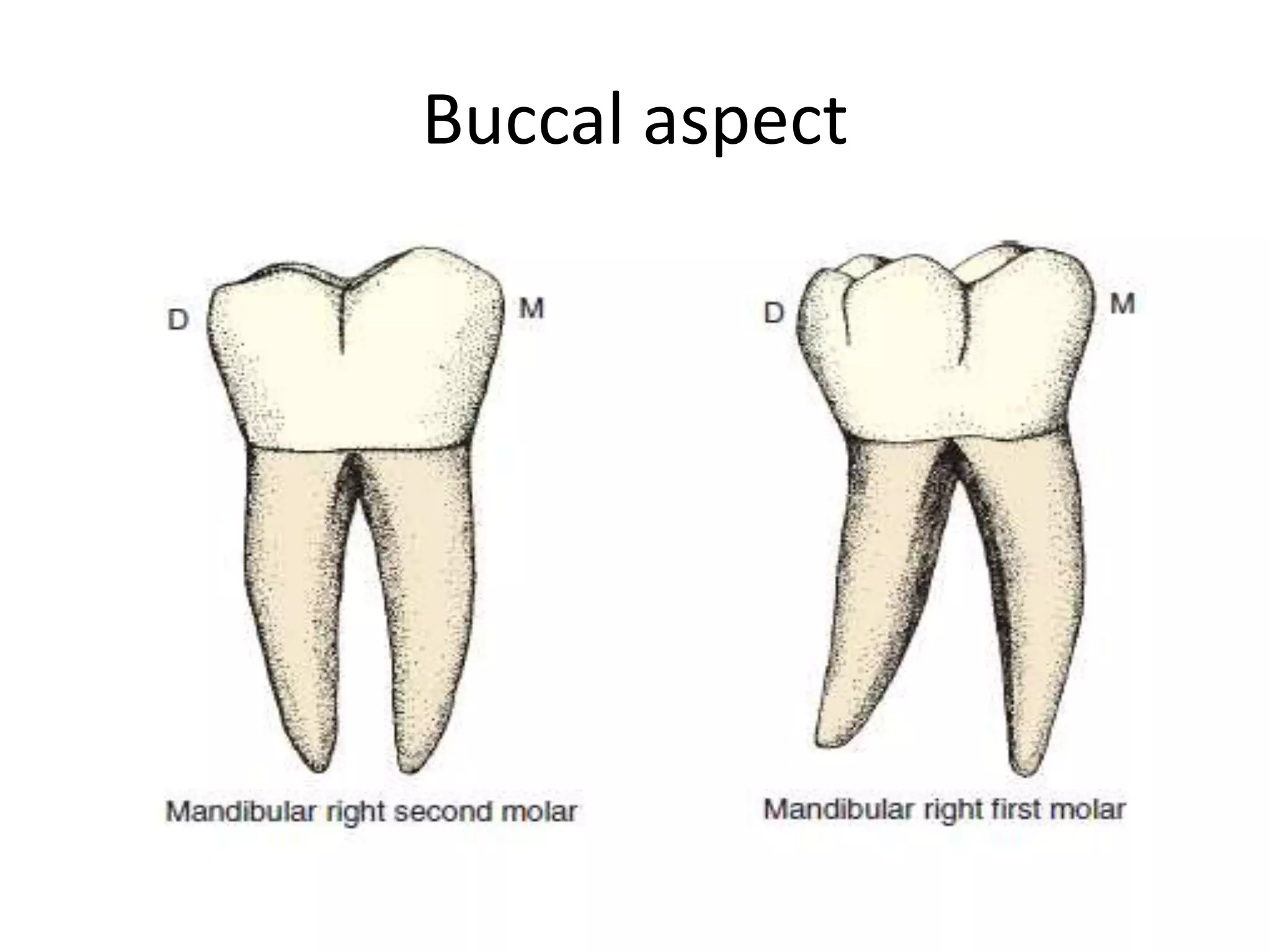 mandibular second molars | PPTX