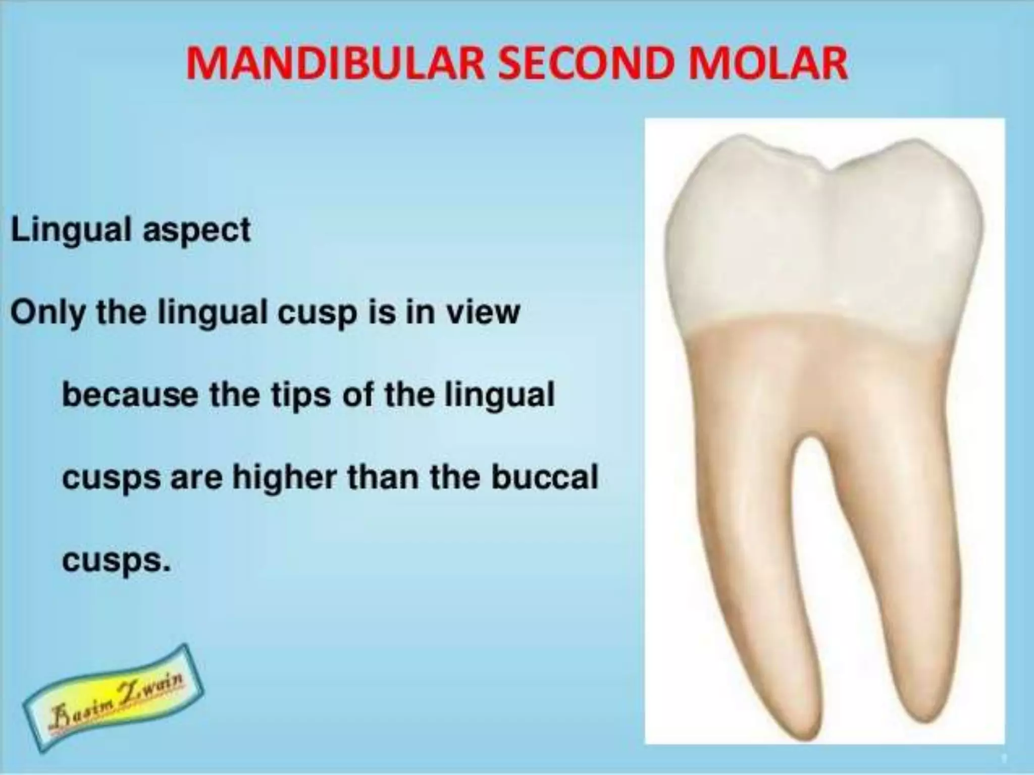 mandibular second molars | PPTX