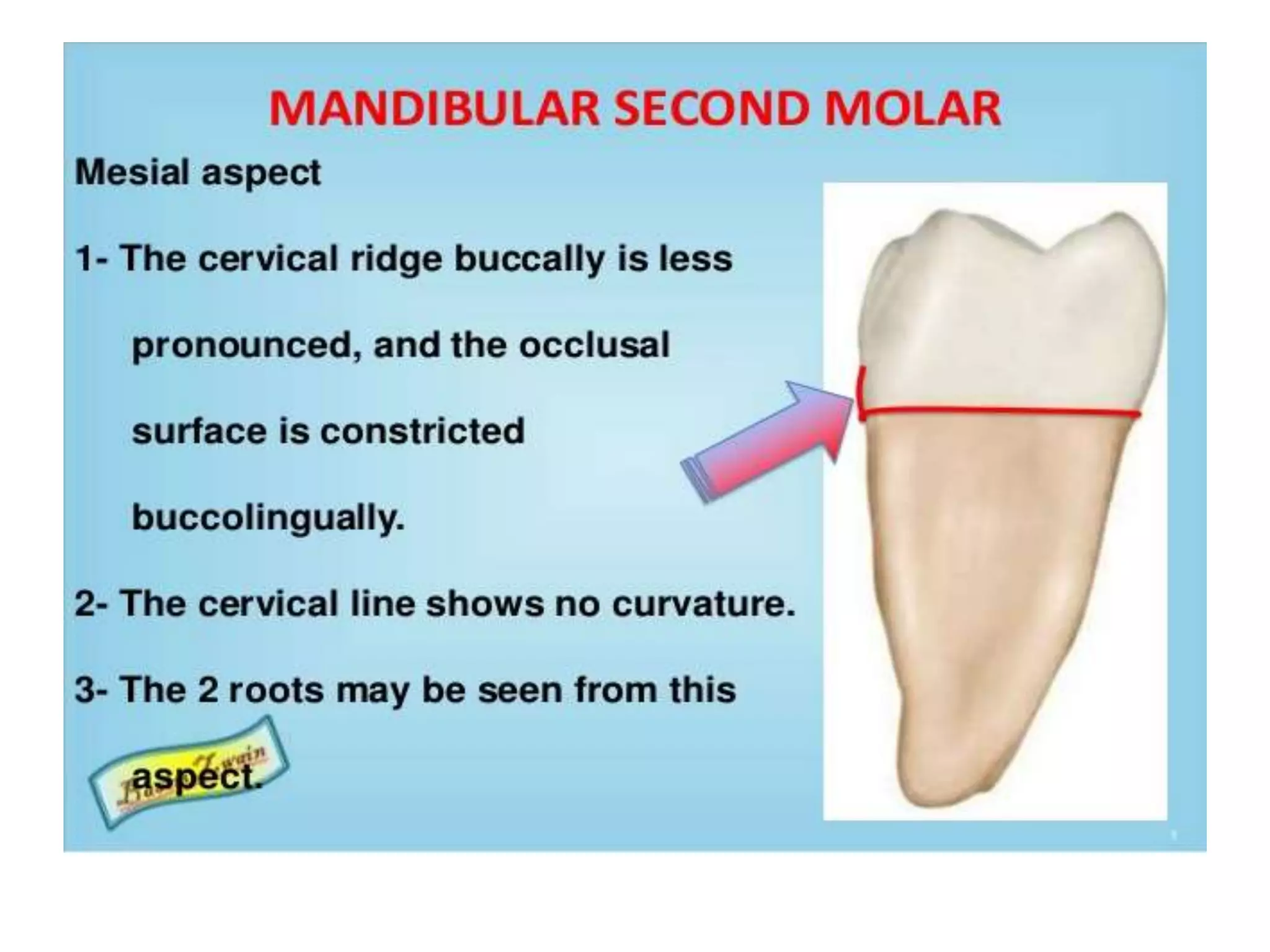 mandibular second molars | PPTX