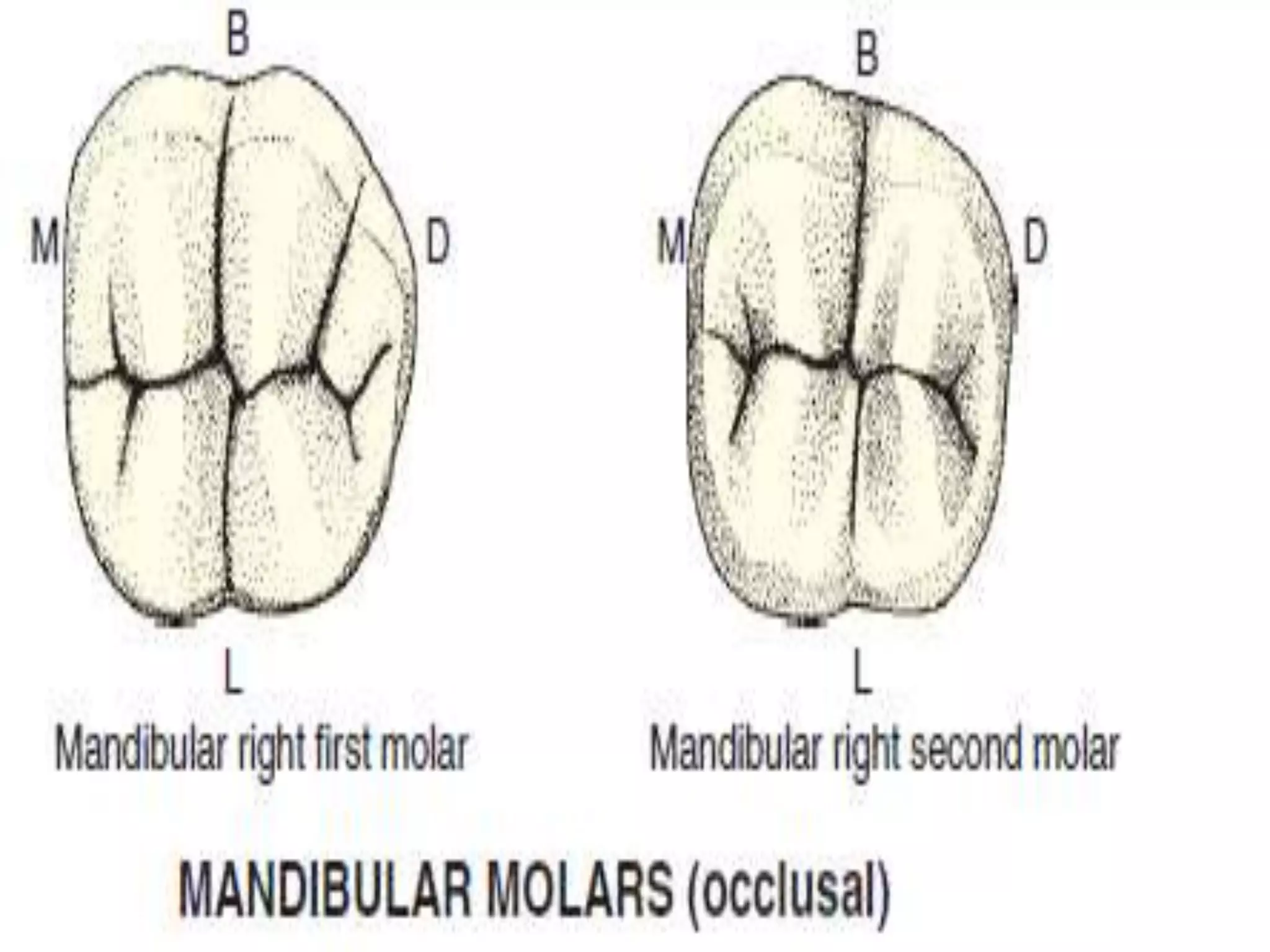 mandibular second molars | PPTX