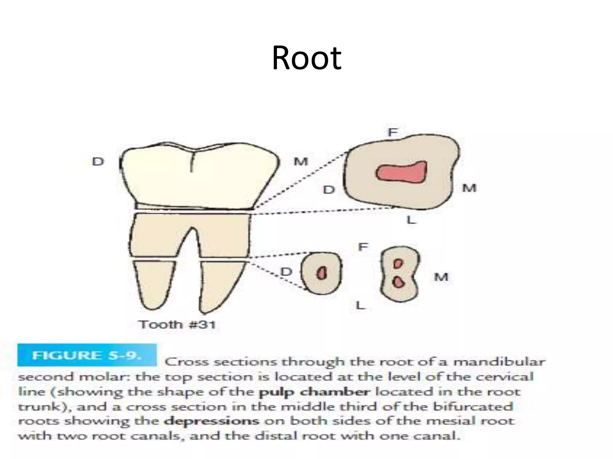 mandibular second molars | PPTX