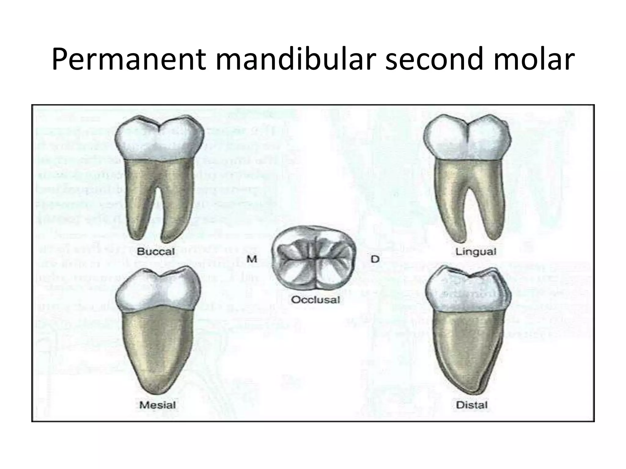 mandibular second molars | PPTX
