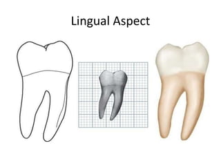mandibular second molars | PPTX