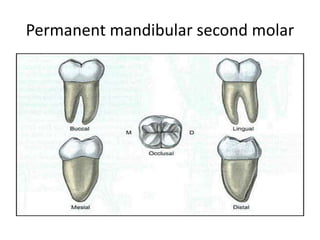The Permanent Mandibular Molars (Dental Anatomy, Physiology, 57% OFF