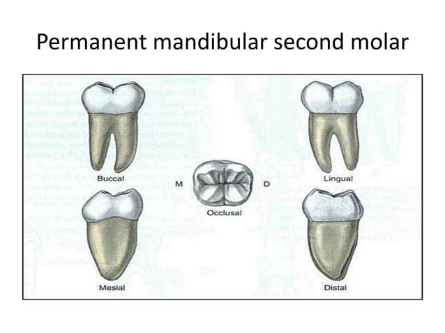 mandibular second molars | PPTX