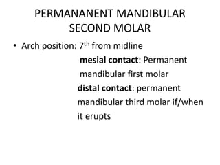 mandibular second molars | PPTX