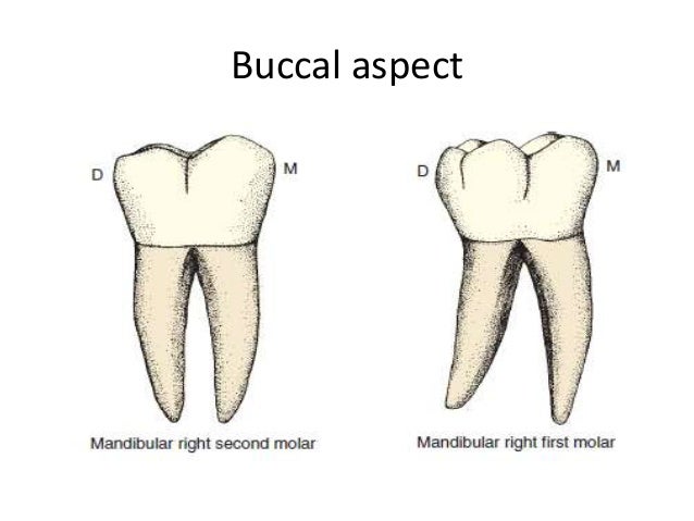 mandibular second molars