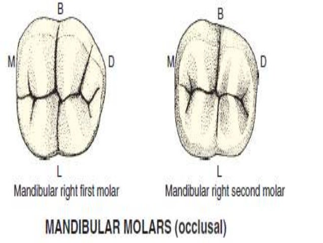 mandibular second molars