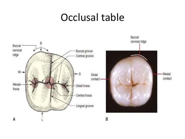 mandibular second molars