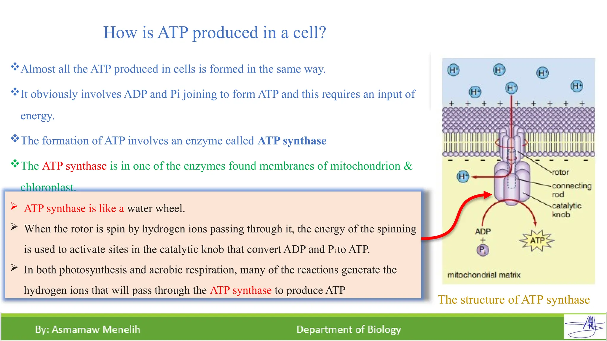 comparison of aerobiac and anaerobic respiration ppt.pptx