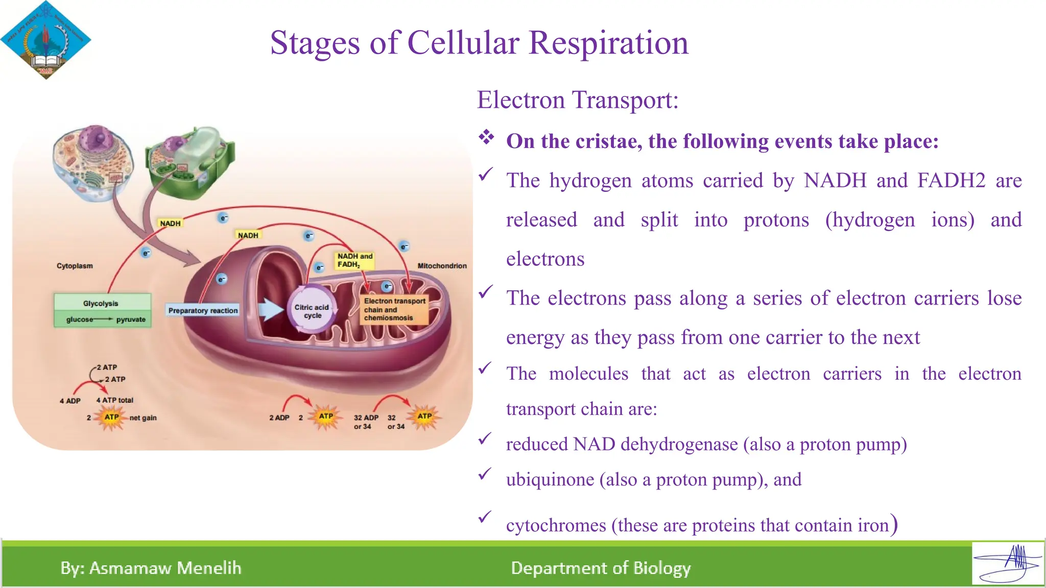 comparison of aerobiac and anaerobic respiration ppt.pptx