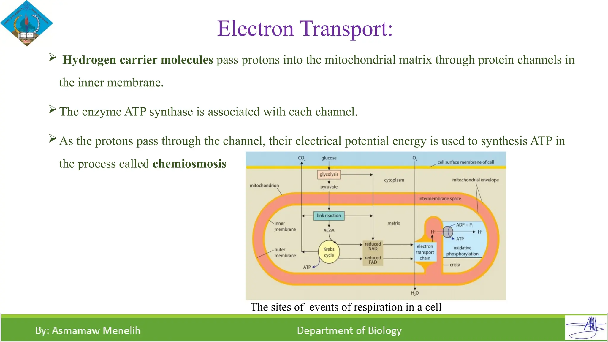 comparison of aerobiac and anaerobic respiration ppt.pptx