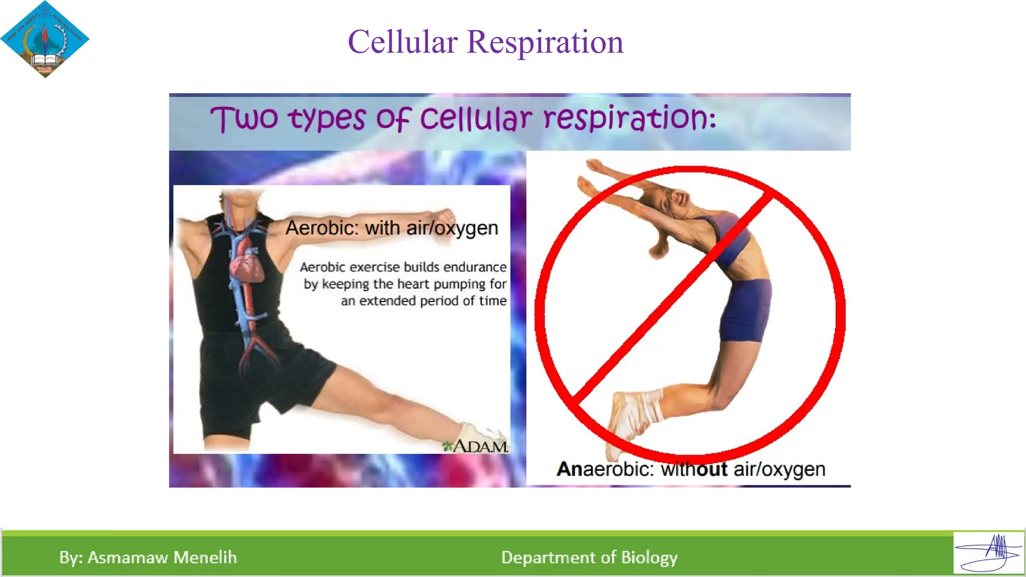 comparison of aerobiac and anaerobic respiration ppt.pptx